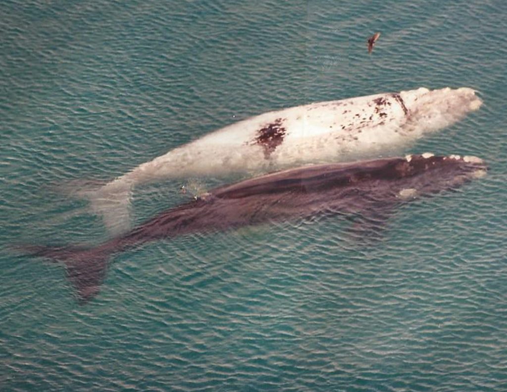 Mirning – The Mirning People of the Nullarbor and Great Australian Bight